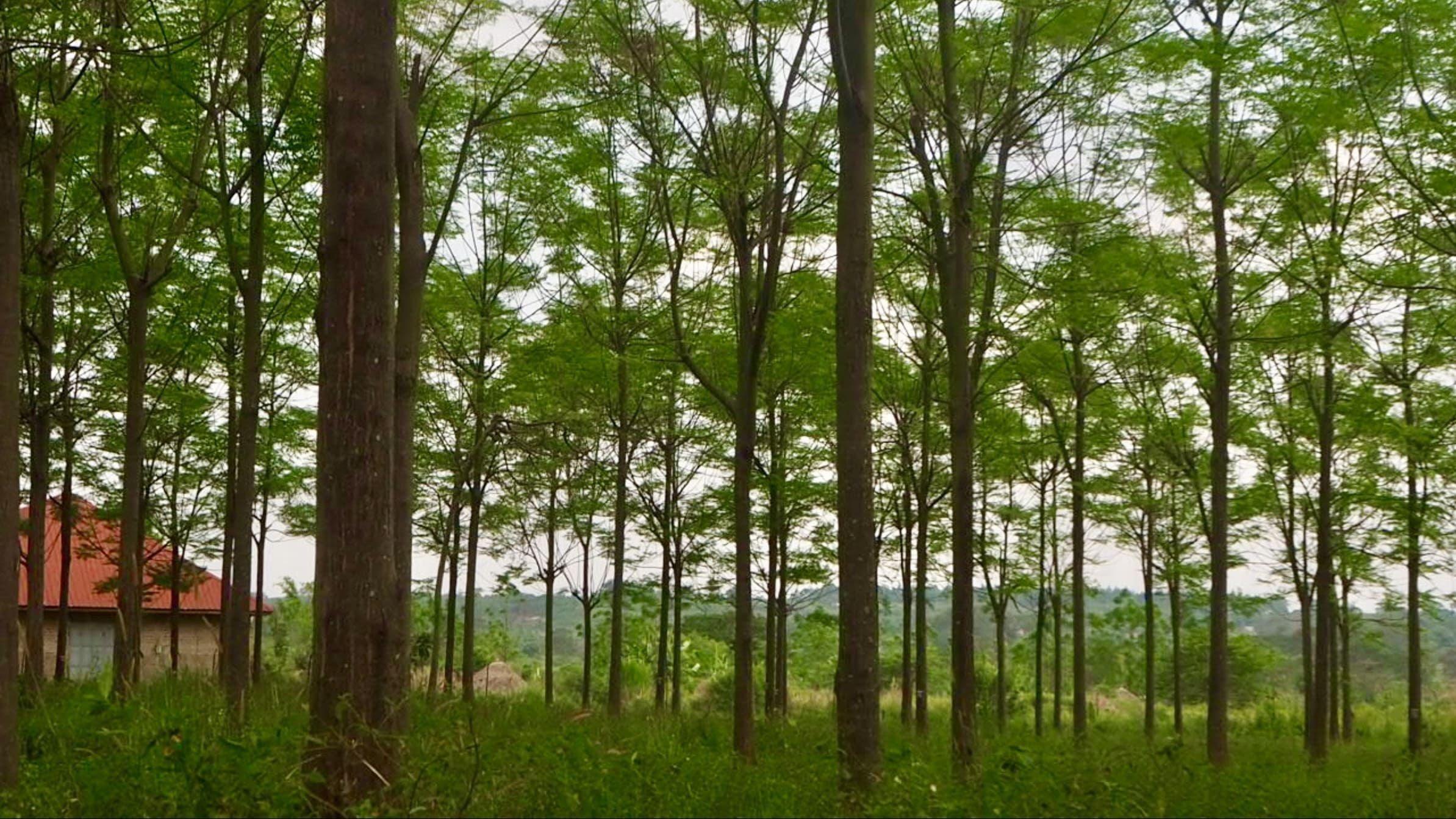 Better Globe Forestry Ltd